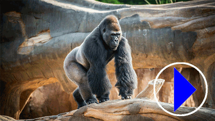 Live Webcam | Gorillas | Houston Zoo, Texas