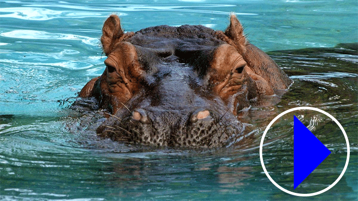 Hippos at the Memphis Zoo