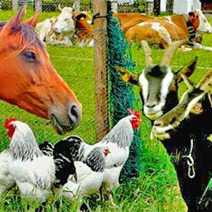 Live Streaming Animal Web Cams