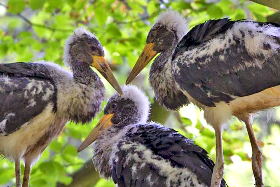 Live Webcams | Storks Breeding and Nesting