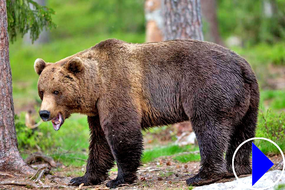 Live Streaming Webcam | Brown Bears | Transylvania