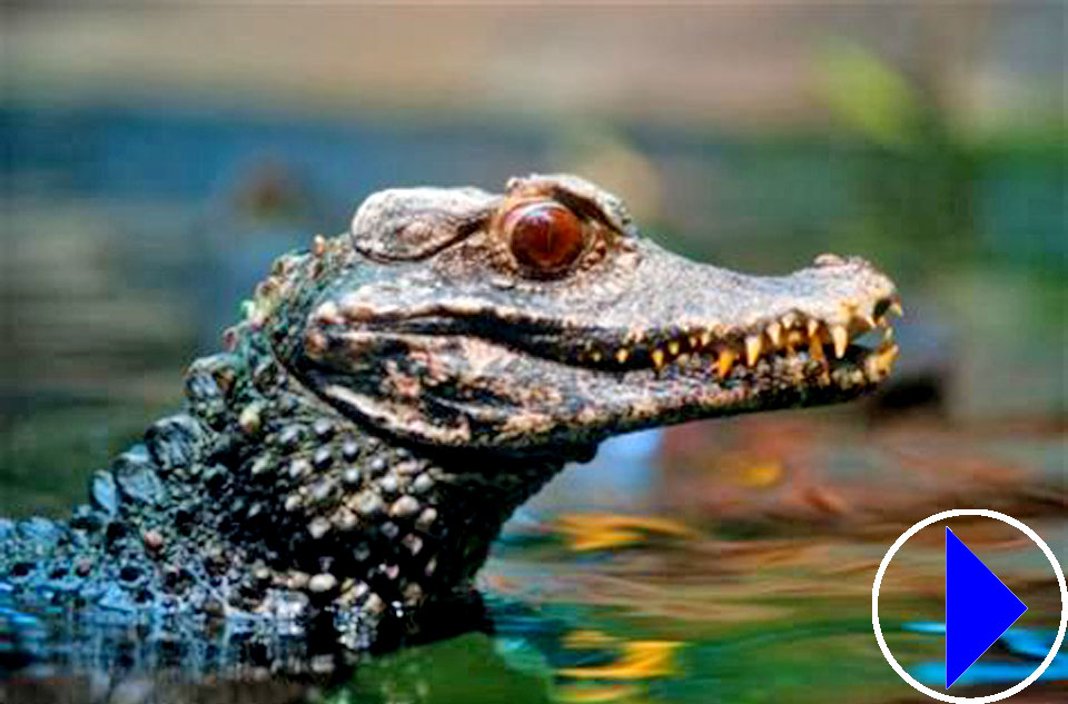 Live Streaming Webcam | Caiman | Tropical Habitat Enclosure
