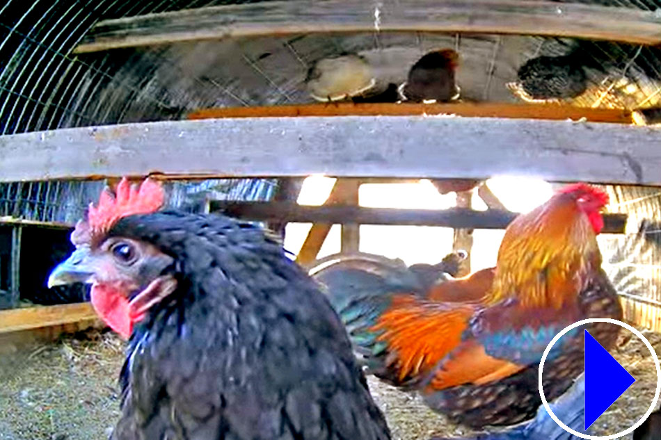 Live Streaming Webcam | Chickens and Roosters | Texas