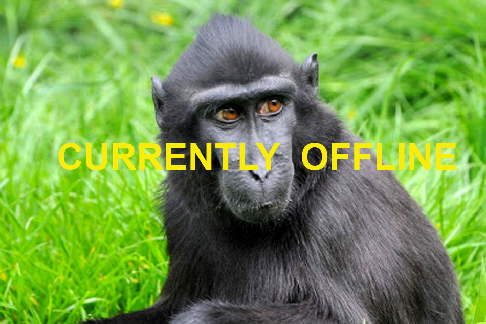 Apes Monkeys and Gorillas | Live Zoo Webcams | Around the World