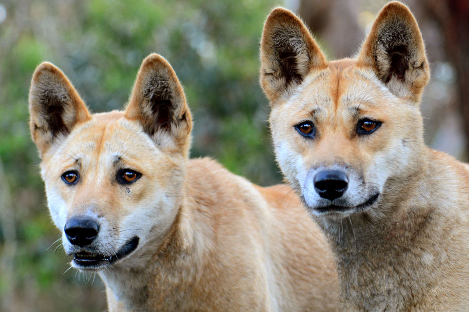 Live Webcams | Foxes Jackals and Dingos