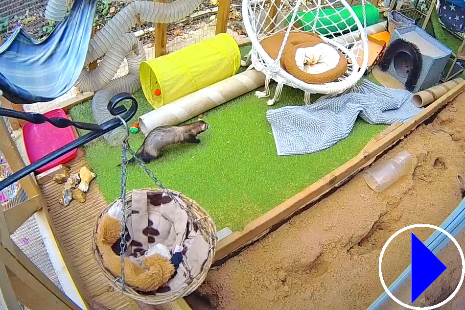 Live Streaming Webcam | Pet Ferrets | Hertfordshire | England
