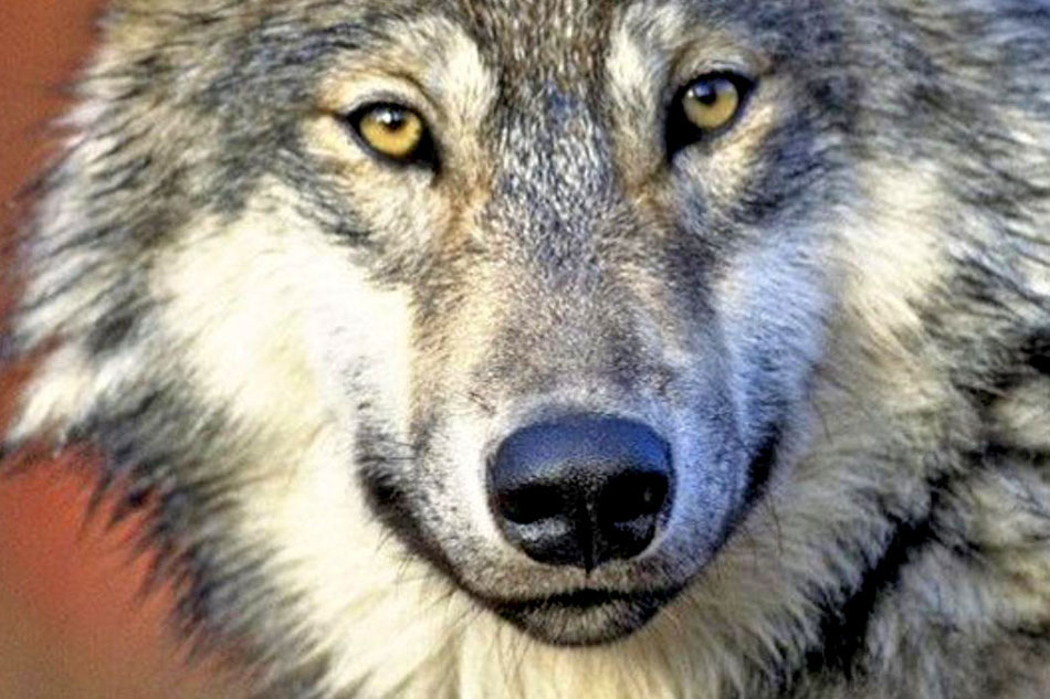 Live Webcams | Wolves | Hyenas