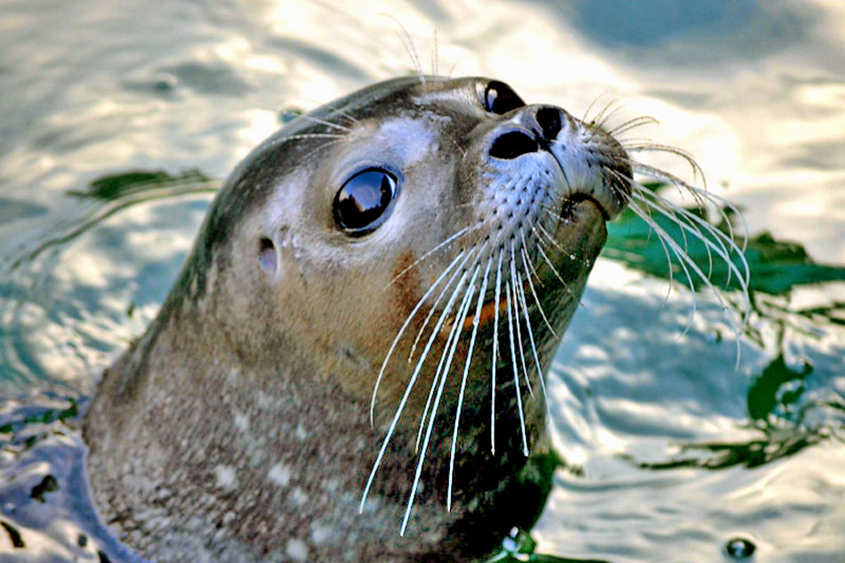 Live Streaming Webcams | Seals and Walruses | In The Wild