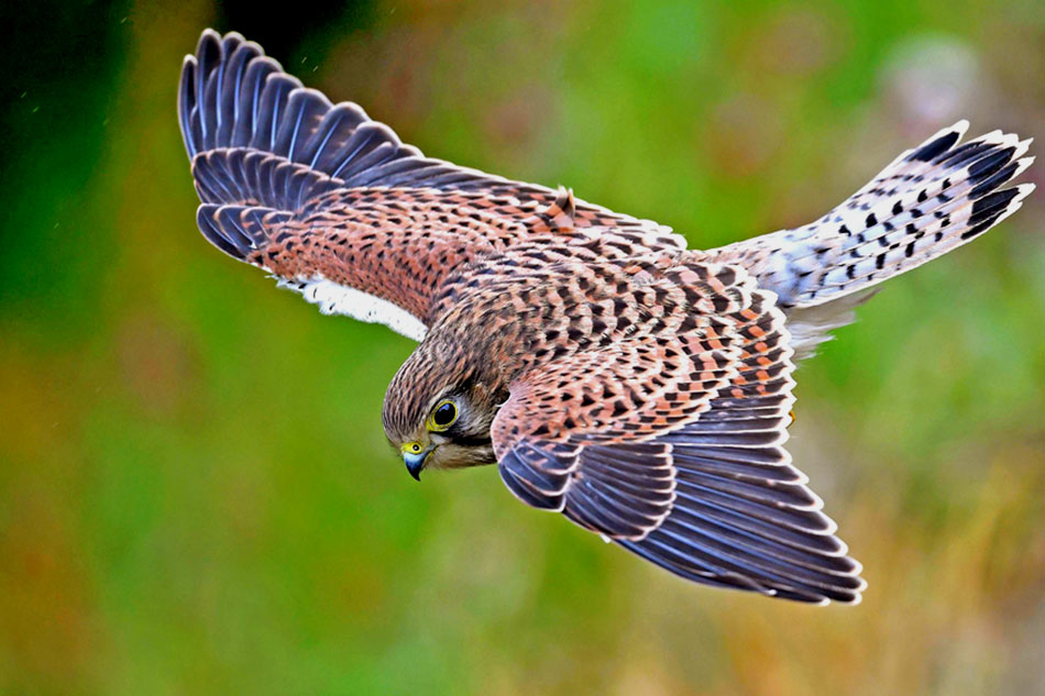 Live Webcams | Peregrine Falcons | Kestrels | Kites