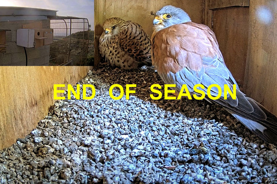 Live Streaming Webcam | Lesser Kestrels Nesting | Ramat Hanadiv | Israel