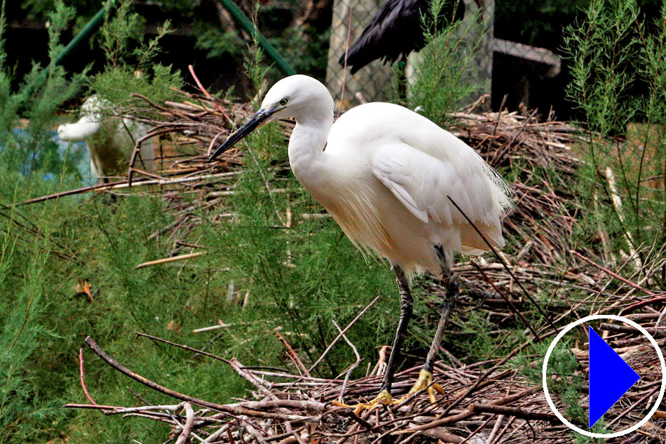 Live Webcam | Little Egret Nesting | Hengistbury Head Nature Reserve ...