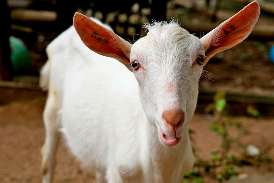 Live Streaming Webcams | Chickems, Goats, Turkeys Horses and Donkeys