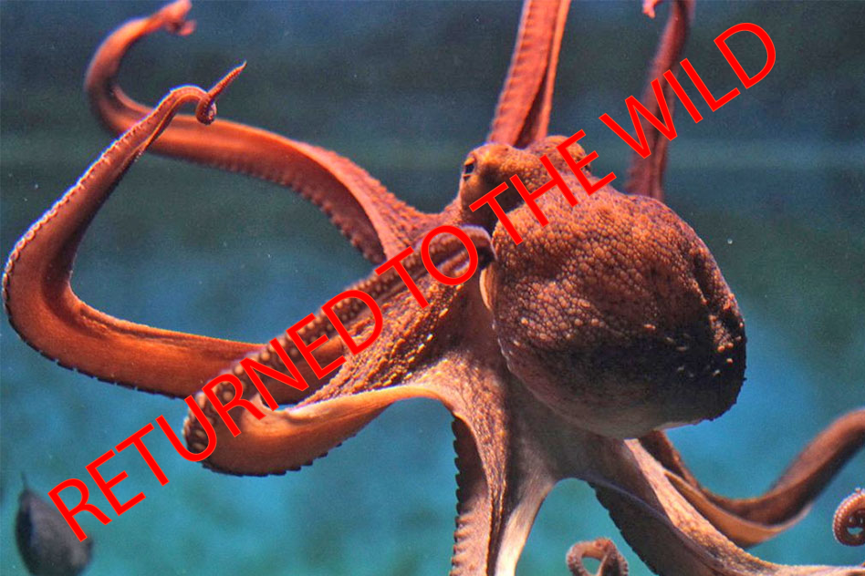 Live Webcam | Octopuses in Aquariums