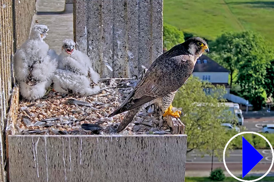 Peregrine Falcons in Ealing | Live Streaming Webcam | West London