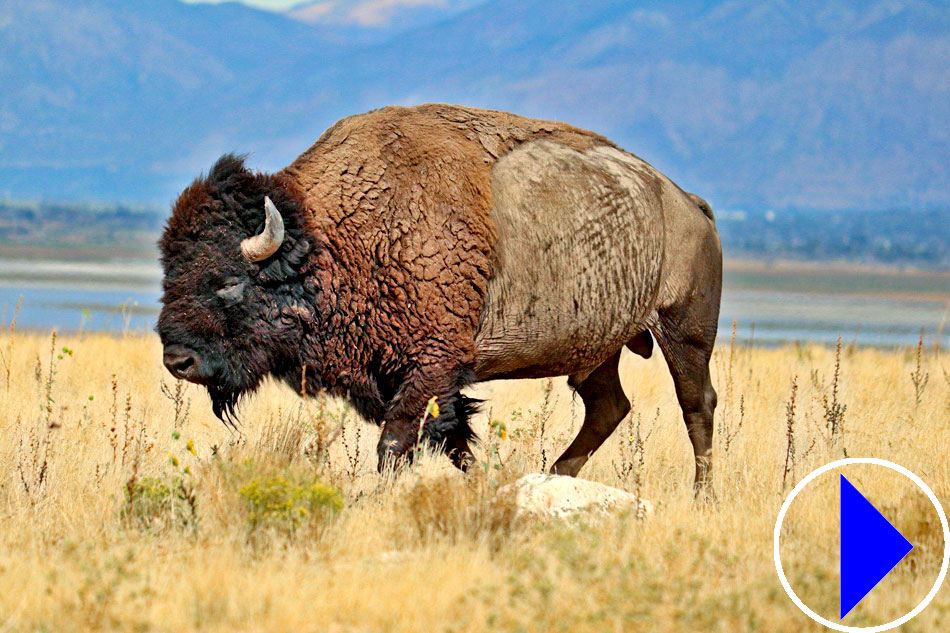 Live Webcam | Plains Bison Waterhole | Saskatchewan | Canada
