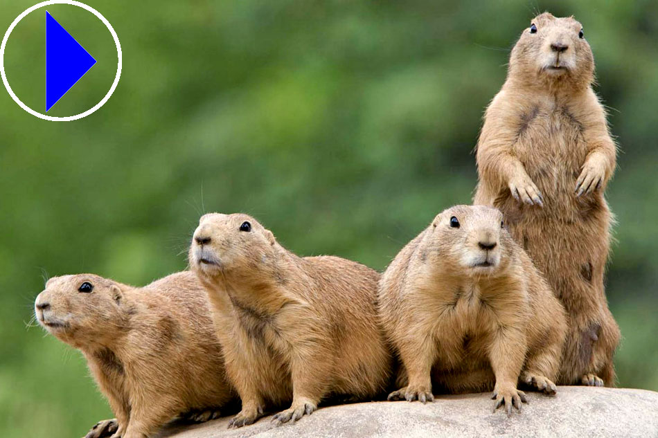 Live Streaming Webcam | Prairies Dogs | Detroit Zoo