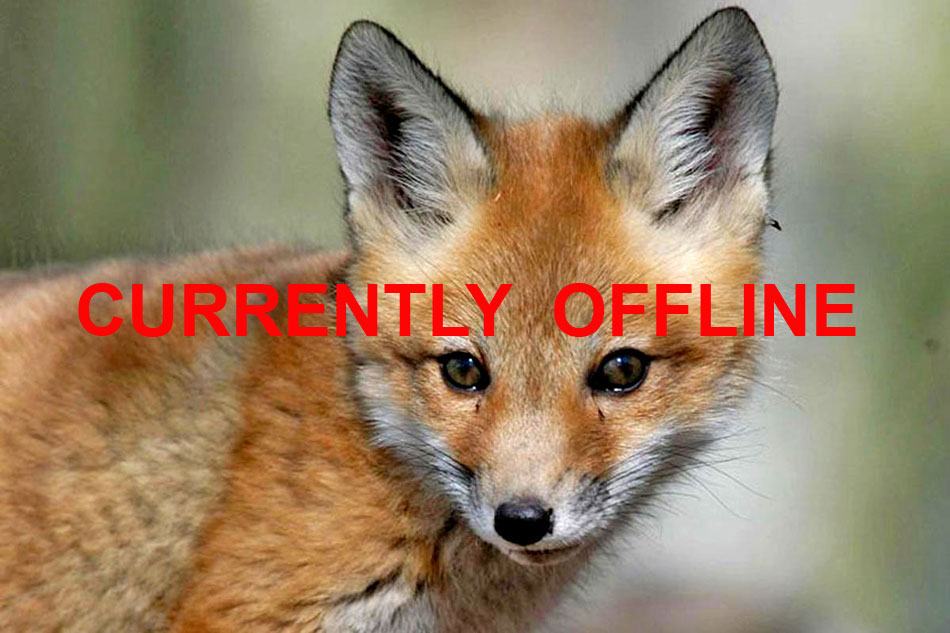 Live Webcams | Foxes Jackals and Dingos | Around the World
