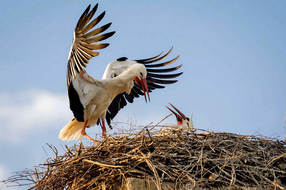 Live Webcams | Storks Herons and Cranes | Breeding and Nesting