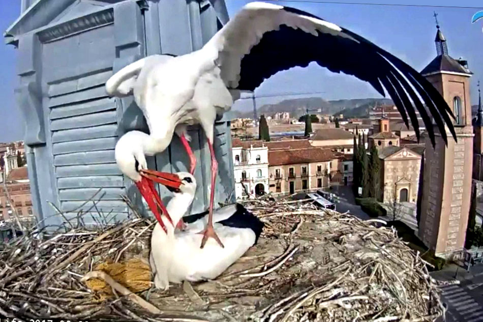 Live Webcams | Storks Breeding and Nesting