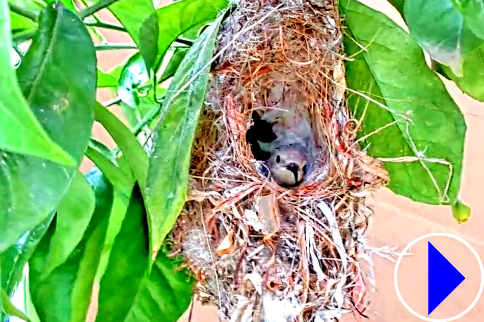 Live Streaming Webcam | Sunbird Nest | Israel
