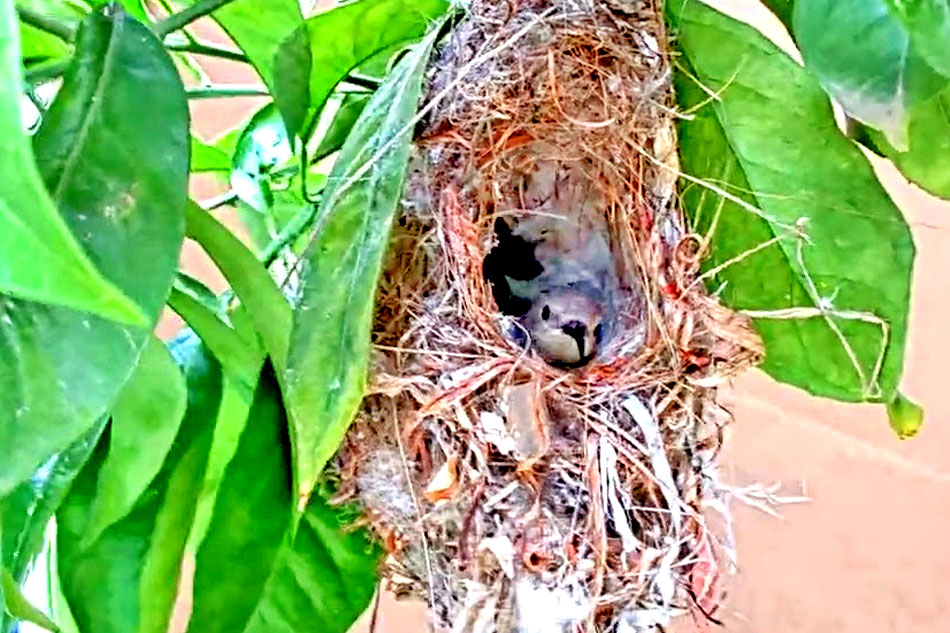Live Streaming Webcams | Bird Nests and Bird Nest Boxes | Worldwide
