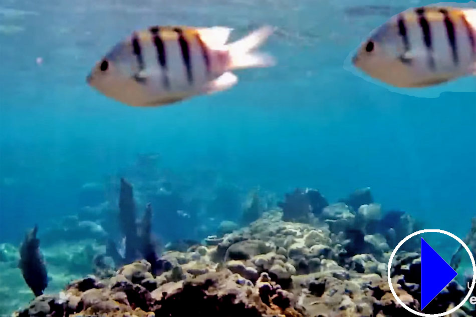 Live Underwater Webcam | Marine Life | Utila | Honduras