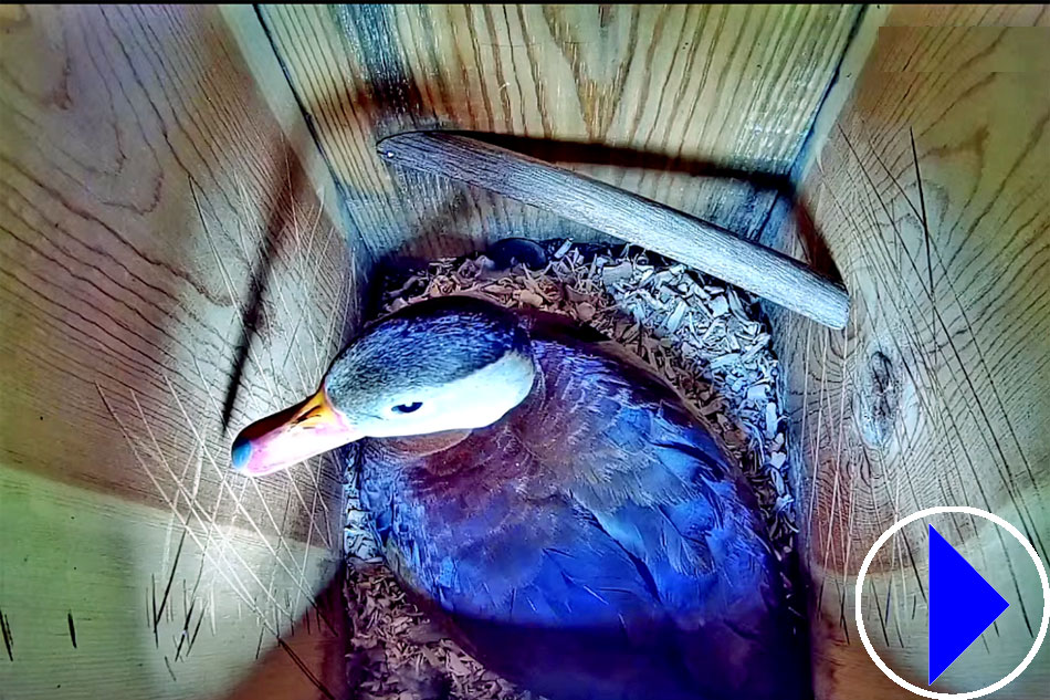 Live Streaming Webcam | Black Bellied Whistling Duck | United States